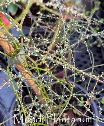 Rubus australis f. squarrosus | Mundi Plantarum
