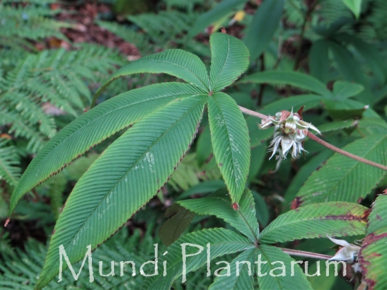 Rubus lineatus | Mundi Plantarum