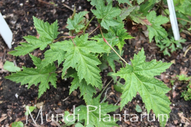 Rubus palmatus (var.) coptophyllus | Mundi Plantarum