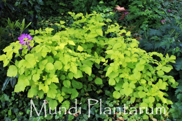Rubus parviflorus 'Sunshine Spreader' | Mundi Plantarum