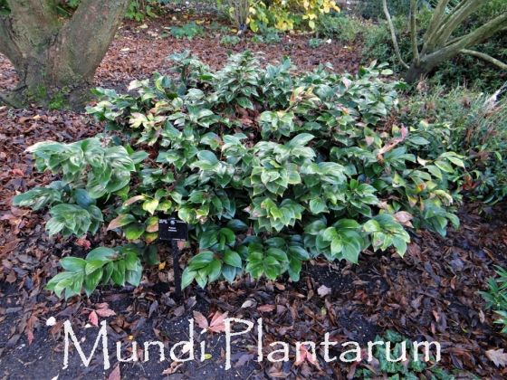 Ruscus colchicus | Mundi Plantarum