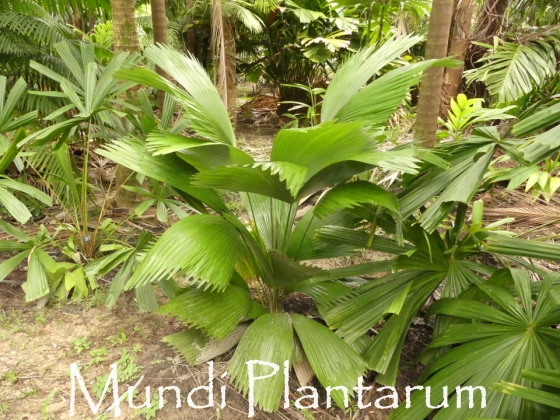 Sabinaria magnifica | Mundi Plantarum