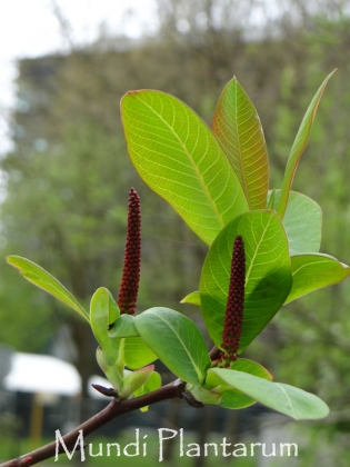 Salix magnifica | Mundi Plantarum