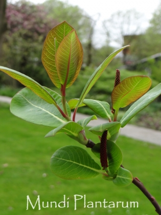 Salix magnifica | Mundi Plantarum