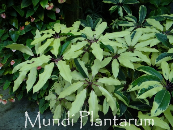 Schefflera 'Yellow form' | Mundi Plantarum