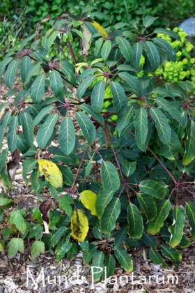 Schefflera aff.alpina | Mundi Plantarum