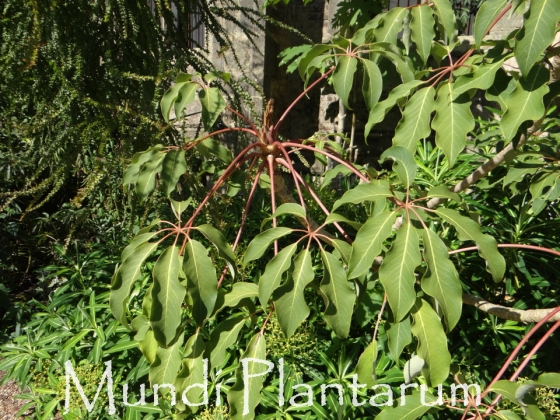 Schefflera chapana | Mundi Plantarum
