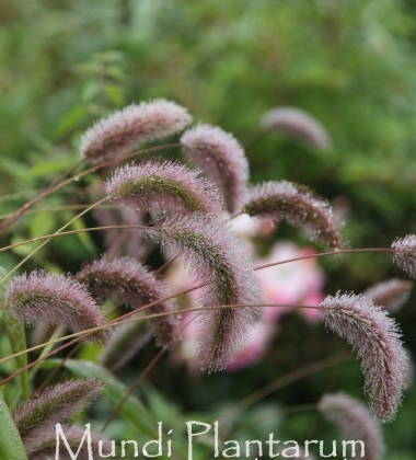 Setaria viridis 'Caramel' | Mundi Plantarum