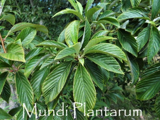 Sorbus folgneri | Mundi Plantarum
