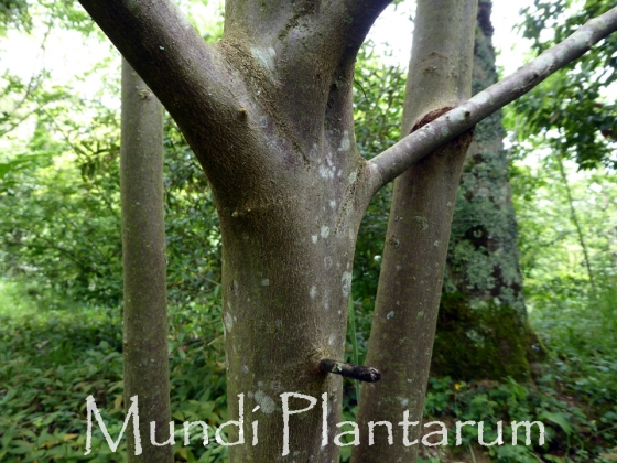Styrax formosanus | Mundi Plantarum