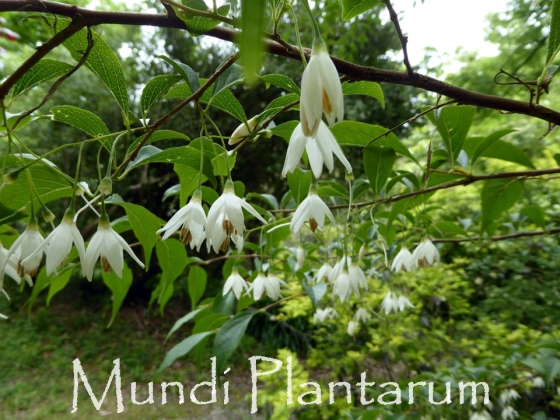 Styrax formosanus | Mundi Plantarum