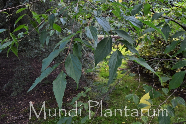 Styrax formosanus | Mundi Plantarum