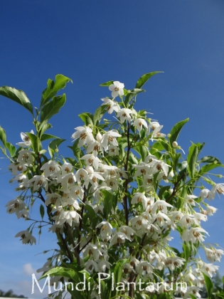 Styrax japonicus 'Snow Cone' | Mundi Plantarum