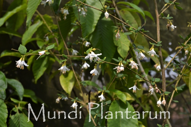 Styrax wilsonii | Mundi Plantarum