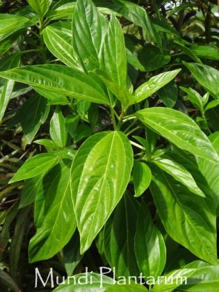 Terminalia bentzoe | Mundi Plantarum