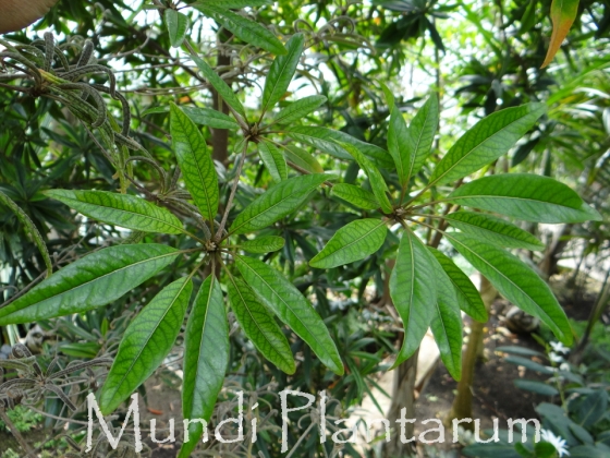 Terminalia bentzoe (subsp.) rodriguensis | Mundi Plantarum