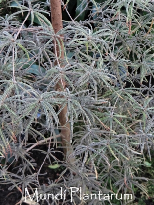 Terminalia bentzoe (subsp.) rodriguensis | Mundi Plantarum