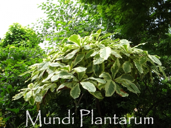 Terminalia catappa 'Variegated' | Mundi Plantarum