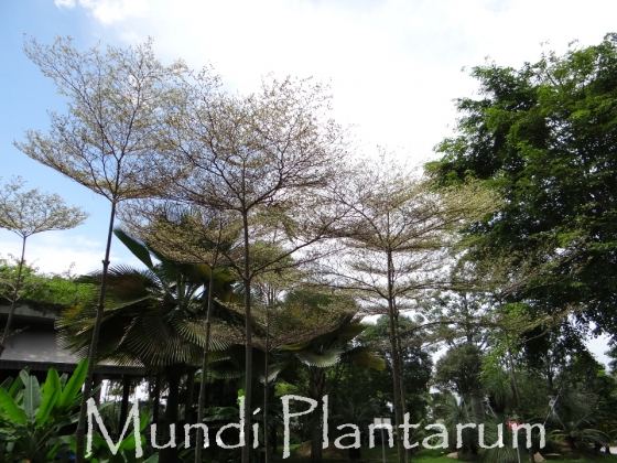 Terminalia mantaly 'Tricolor' | Mundi Plantarum