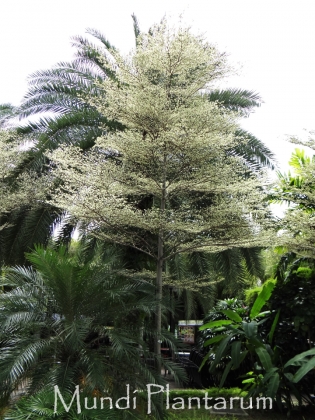 Terminalia mantaly 'Tricolor' | Mundi Plantarum