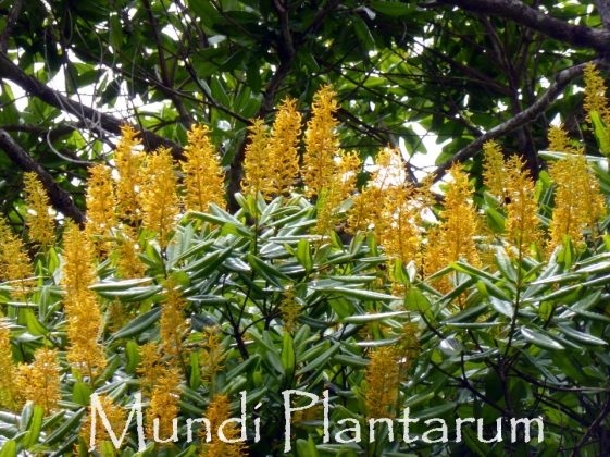 Vochysia guatemalensis | Mundi Plantarum