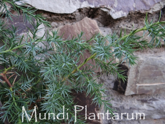 Widdringtonia wallichii | Mundi Plantarum