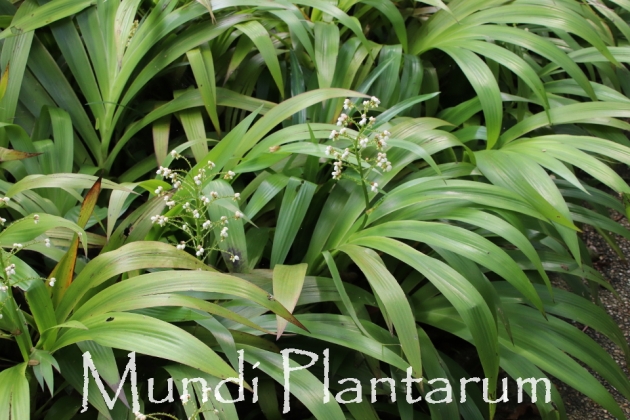 Xiphidium caeruleum | Mundi Plantarum