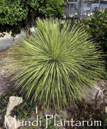 Yucca linearifolia 'Line Dance' | Mundi Plantarum