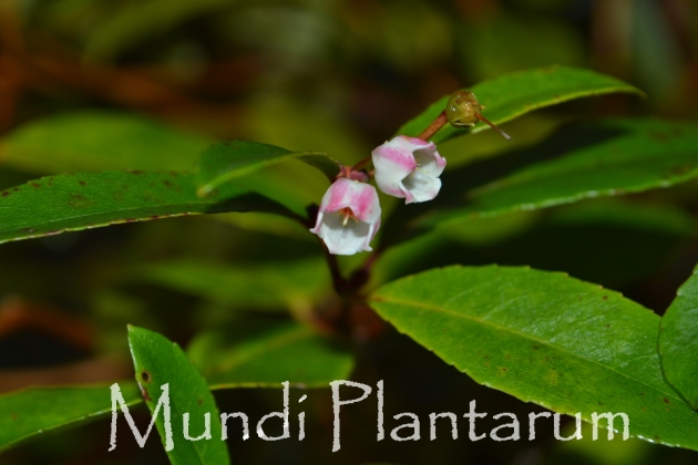 Zenobia pulverulenta 'Raspberry Ripple' | Mundi Plantarum