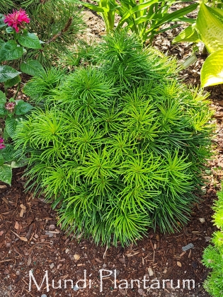 Sciadopitys verticillata 'Propeller' | Mundi Plantarum